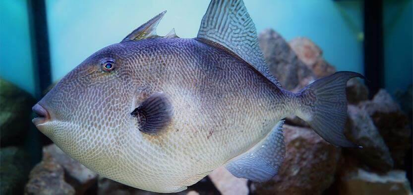 Aquarium Terrarium Krk - Aquarium